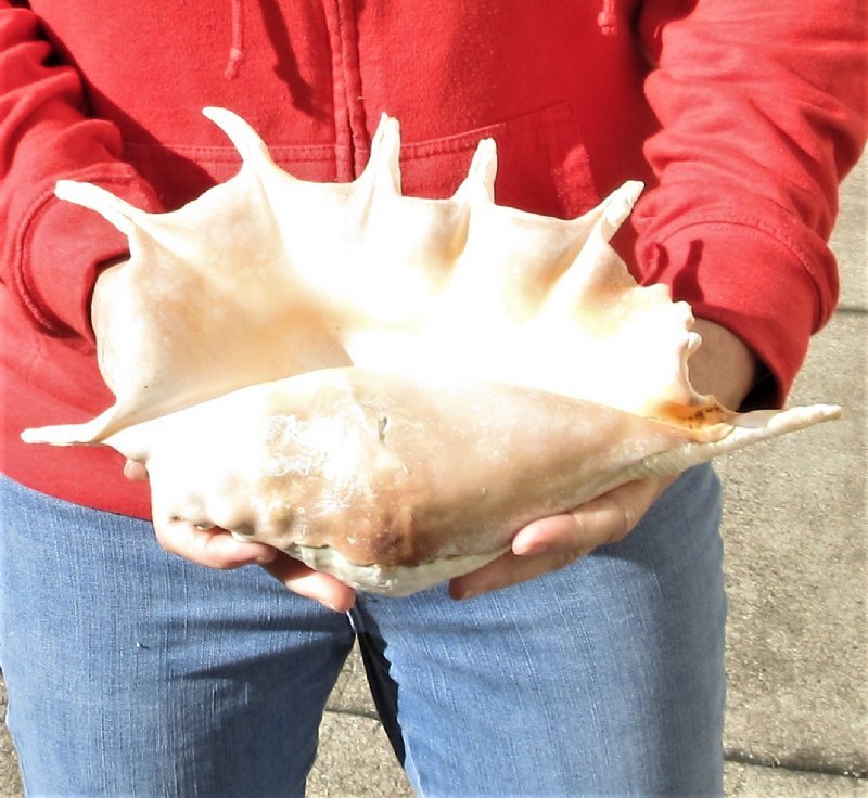 Giant Spider Conch shell