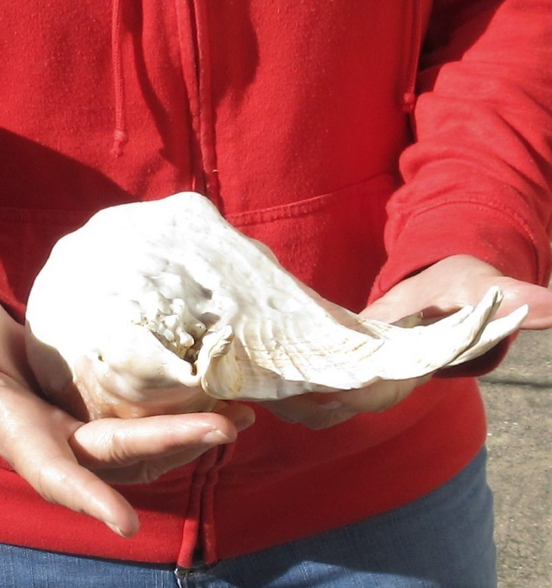 Giant Spider Conch shell
