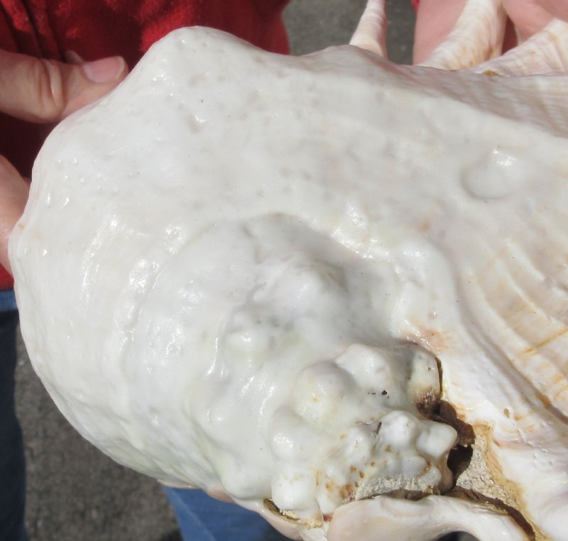 Giant Spider Conch shell