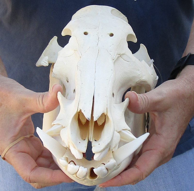 African Bush Pig Skull