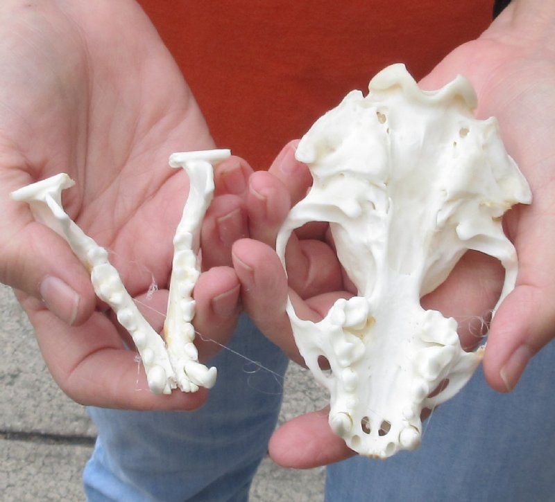 North American River Otter Skull