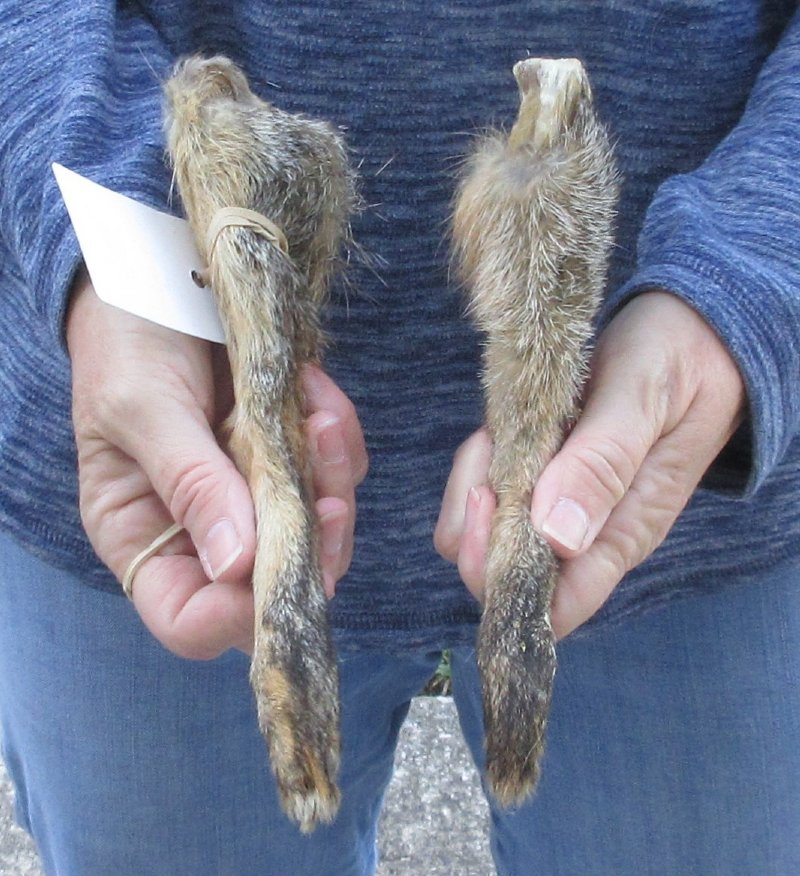 Two Preserved Fox Legs for Sale