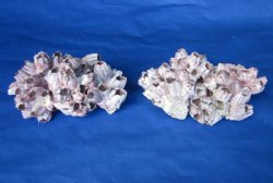 Purple Barnacle Clusters Wholesale | 3 to 12 inches