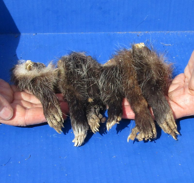 North American Opossum feet