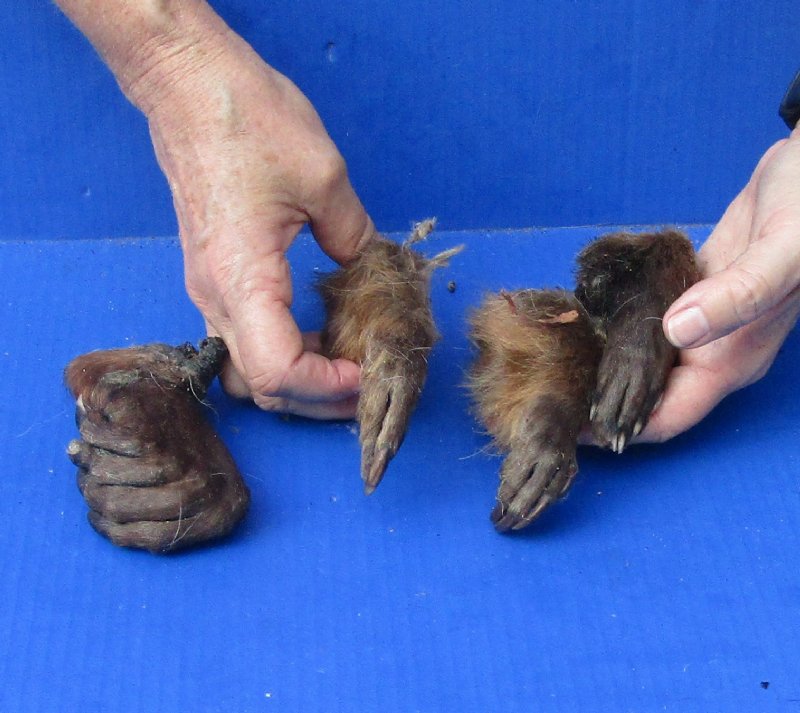 beaver feet, cured