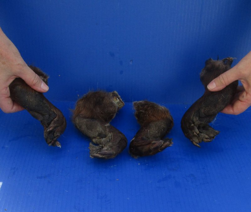 beaver feet, cured