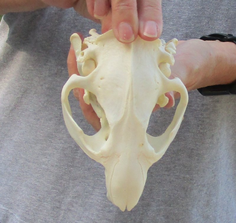 North American Beaver Skull