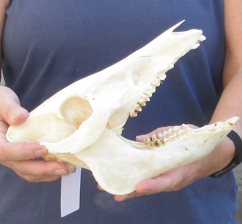 Wild Boar Skull, commercial grade