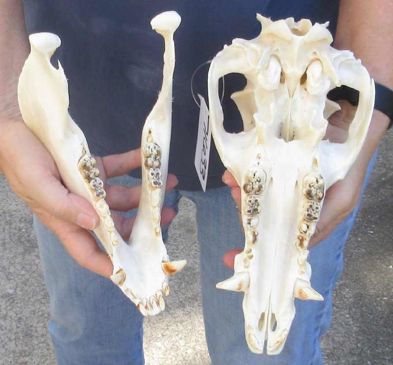 Wild Boar Skull, commercial grade
