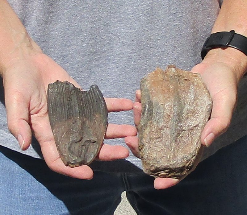Fossil Mammoth Tooth bones