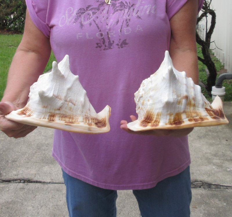 Two piece lot of yellow helmet seashells - $32 | 9-1/2 and 9-1/4 inches ...