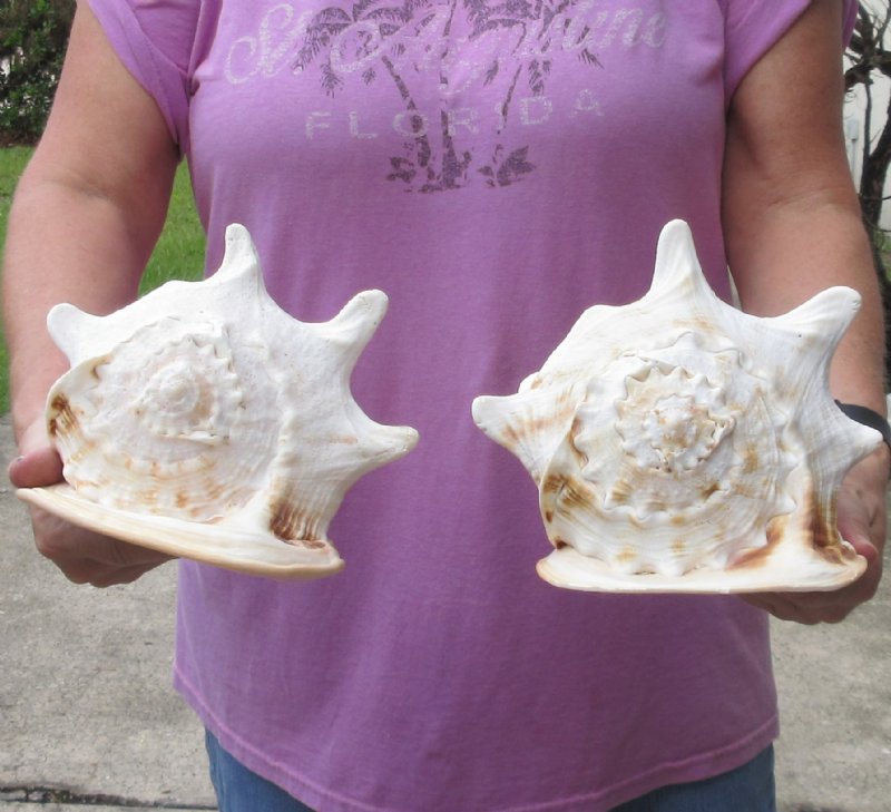 Two piece lot of yellow helmet seashells - $32 | 9-1/2 and 9-1/4 inches ...