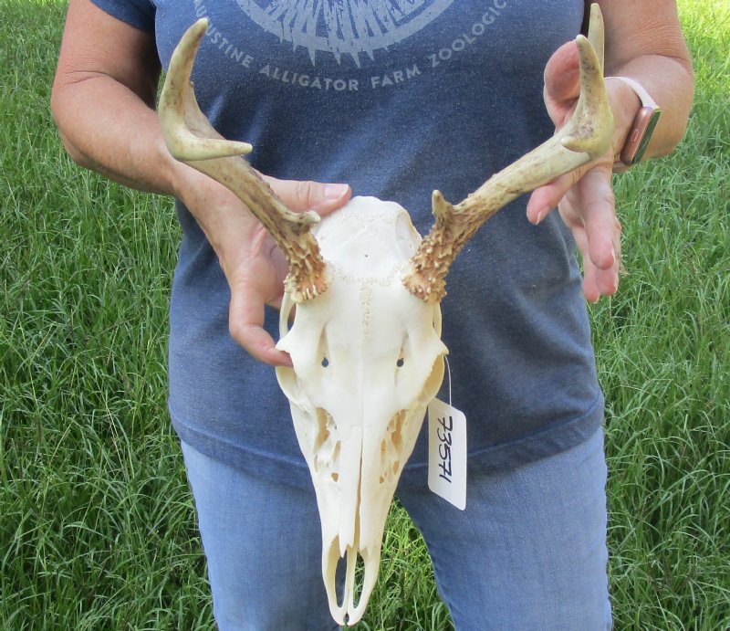Whitetail deer skull