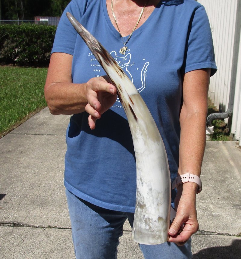 White Polished Cow/Cattle horn