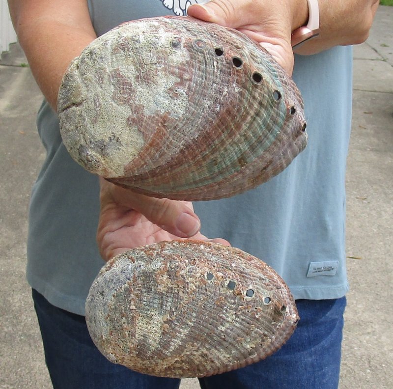 2 pc Natural Green Abalone shells