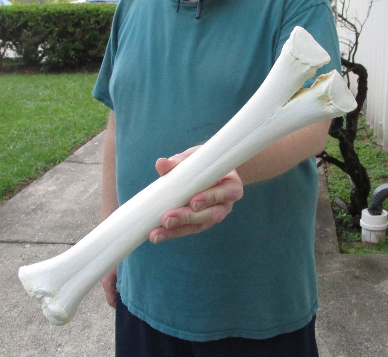 Camel leg bone