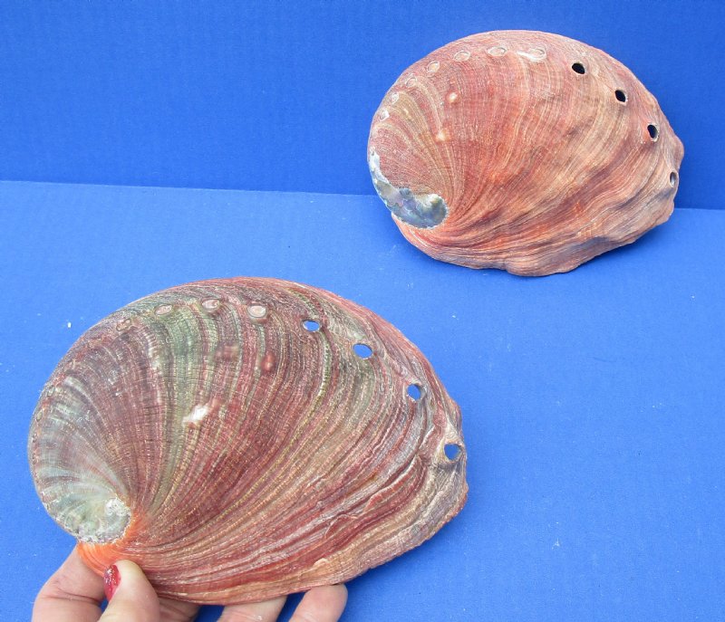 Natural Red Abalone Shell