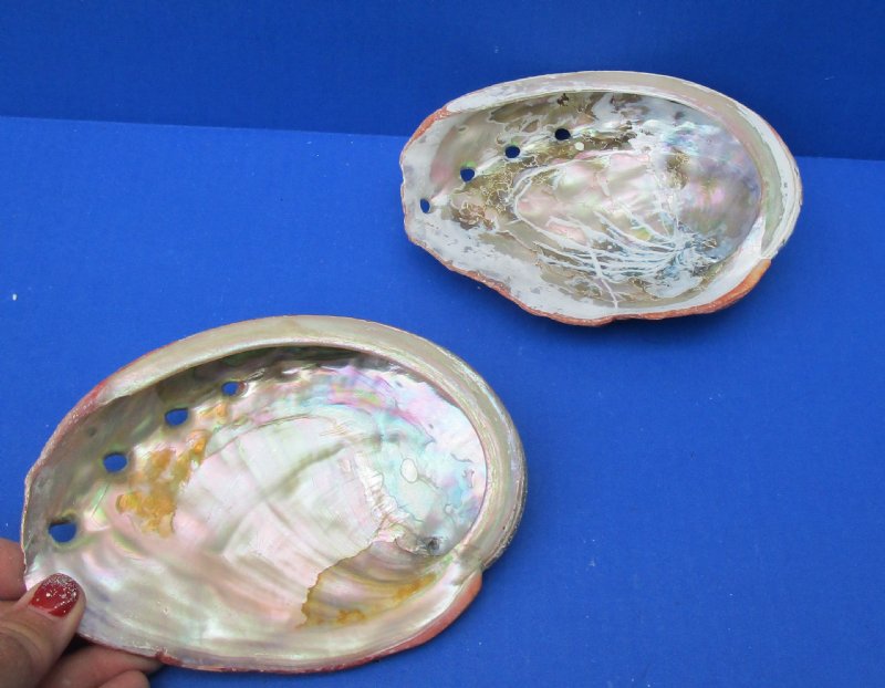 Natural Red Abalone Shell