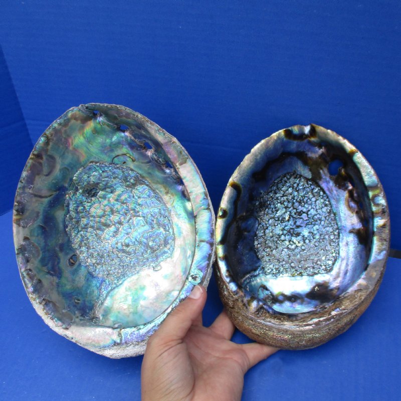 7 Natural Green Abalone Shells, 2pc lot