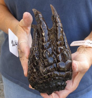 7-1/4 Alligator Foot