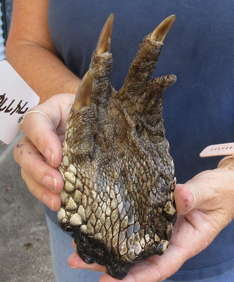 7-1/4 Alligator Foot