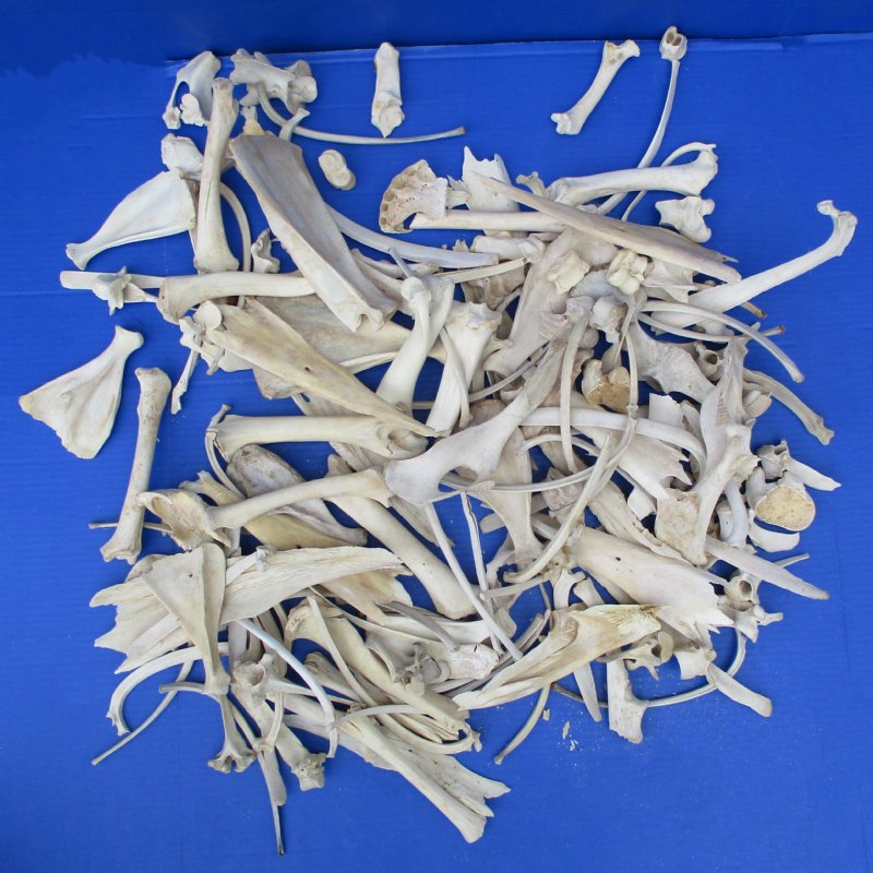 8lbs of Assorted Gator and Wild Boar Bones - $40