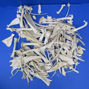 8lbs of Assorted Gator and Wild Boar Bones - $40