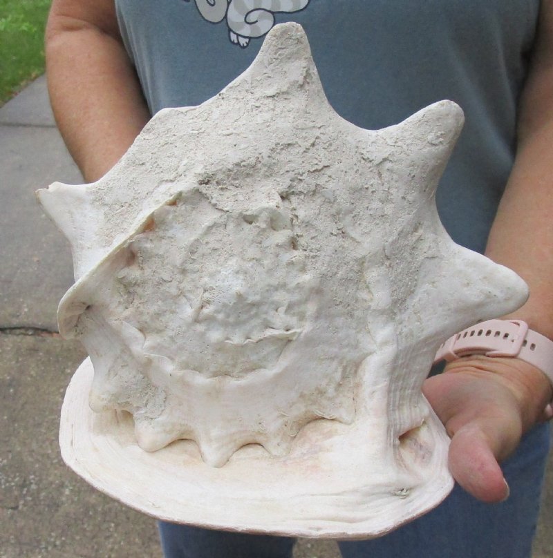 Yellow Helmet, Horned Helmet shell 11 inches for $29