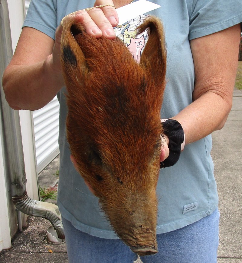 12 inch Real Preserved Georgia Wild Boar / Hog Head for sale