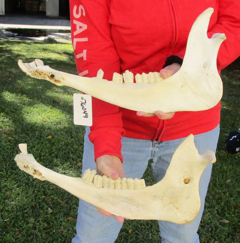 Water Buffalo lower jaw/half bones