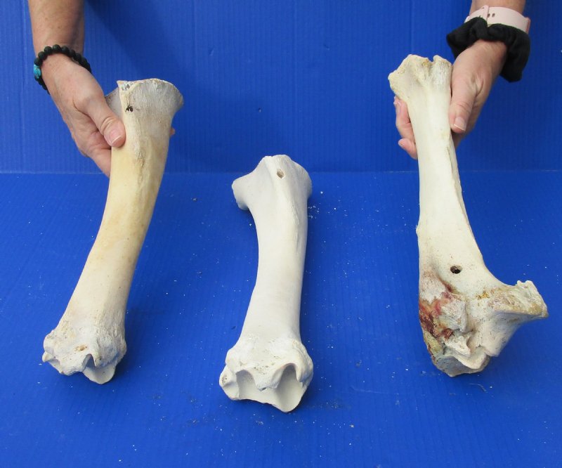 4 piece buffalo leg bone set (Bubalus bubalis)