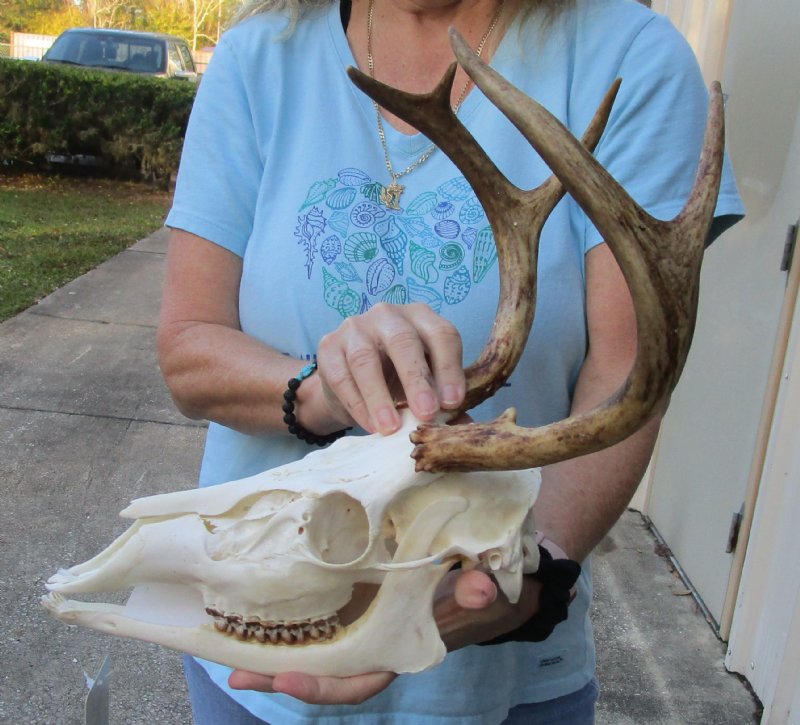 Whitetail deer skull