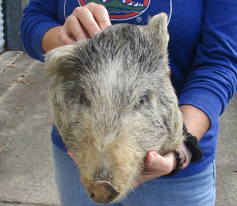 12 inch Real Preserved Georgia Wild Boar / Hog Head available for sale ...