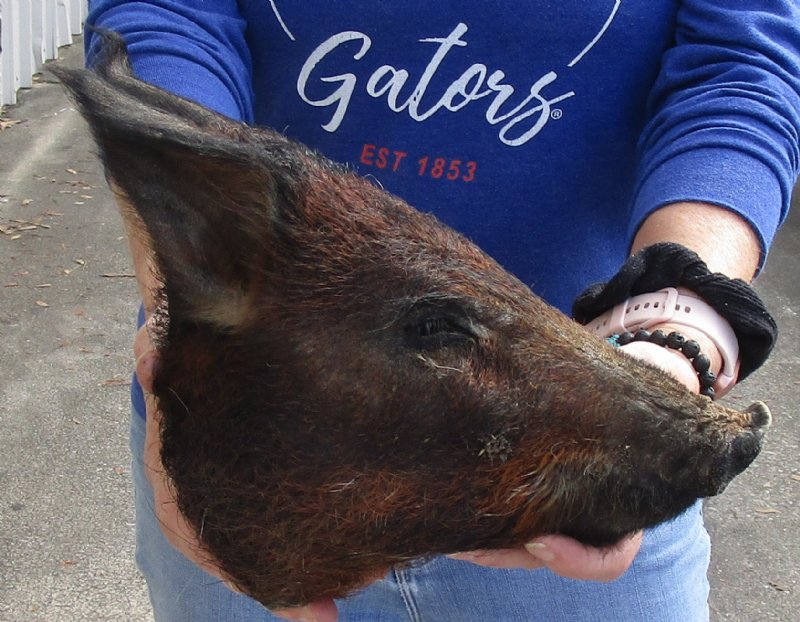 12 inch Real Preserved Georgia Wild Boar / Hog Head available for sale ...