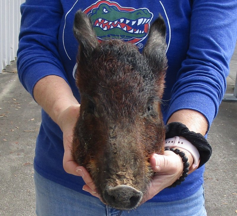 12 inch Real Preserved Georgia Wild Boar / Hog Head available for sale ...