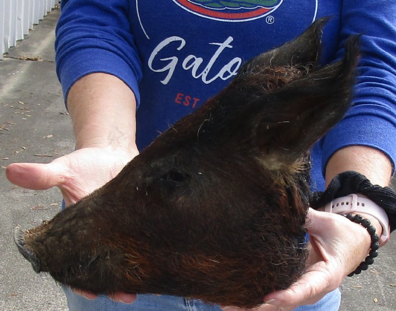 12 inch Real Preserved Georgia Wild Boar / Hog Head available for sale ...