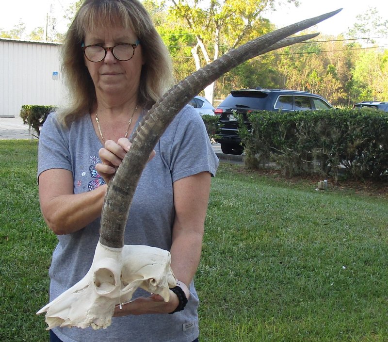 B-Grade African Female Sable Skull for sale