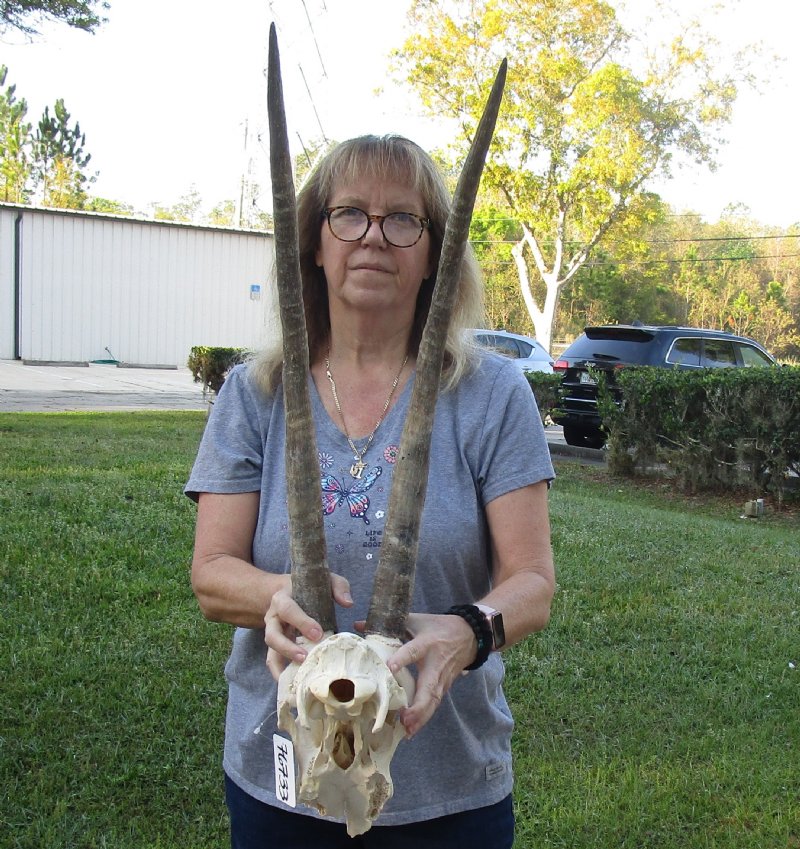 B-Grade African Female Sable Skull for sale