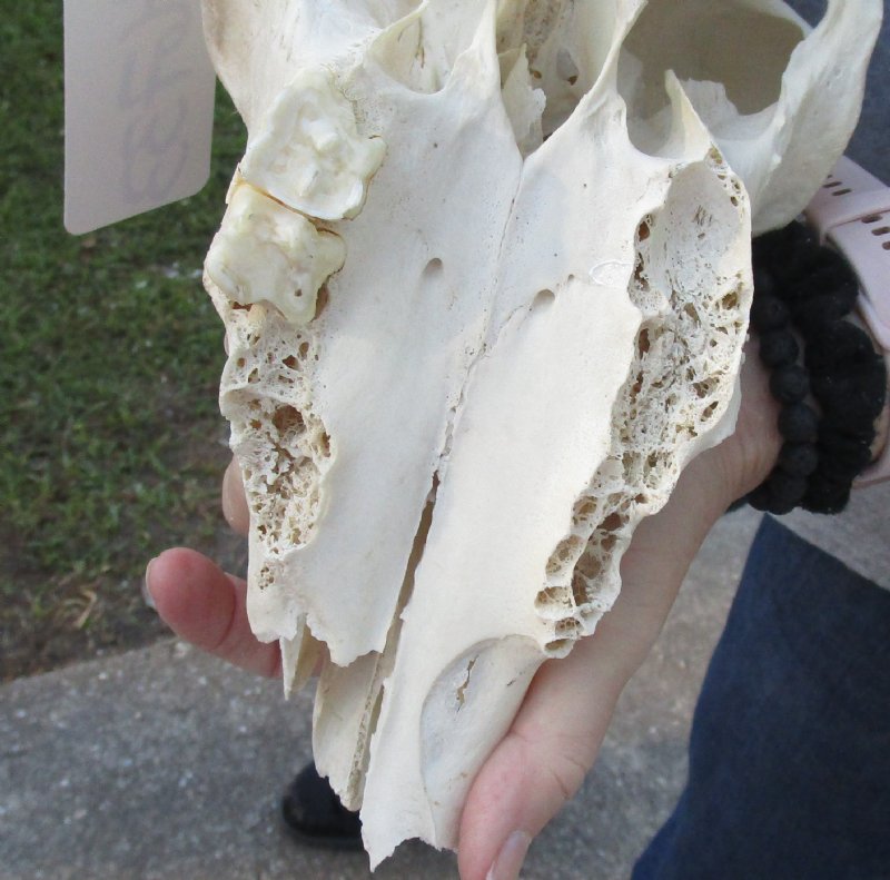 B-Grade African Female Sable Skull for sale