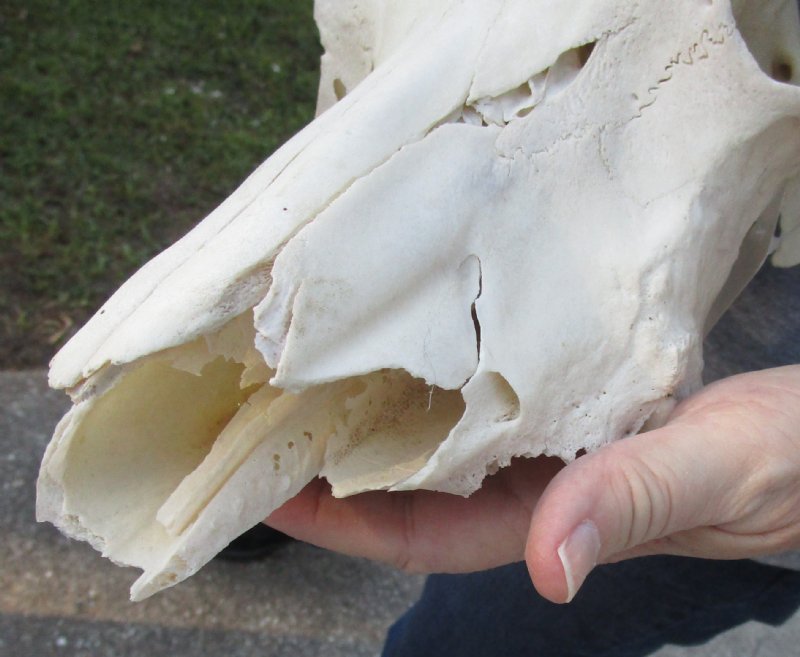 B-Grade African Female Sable Skull for sale