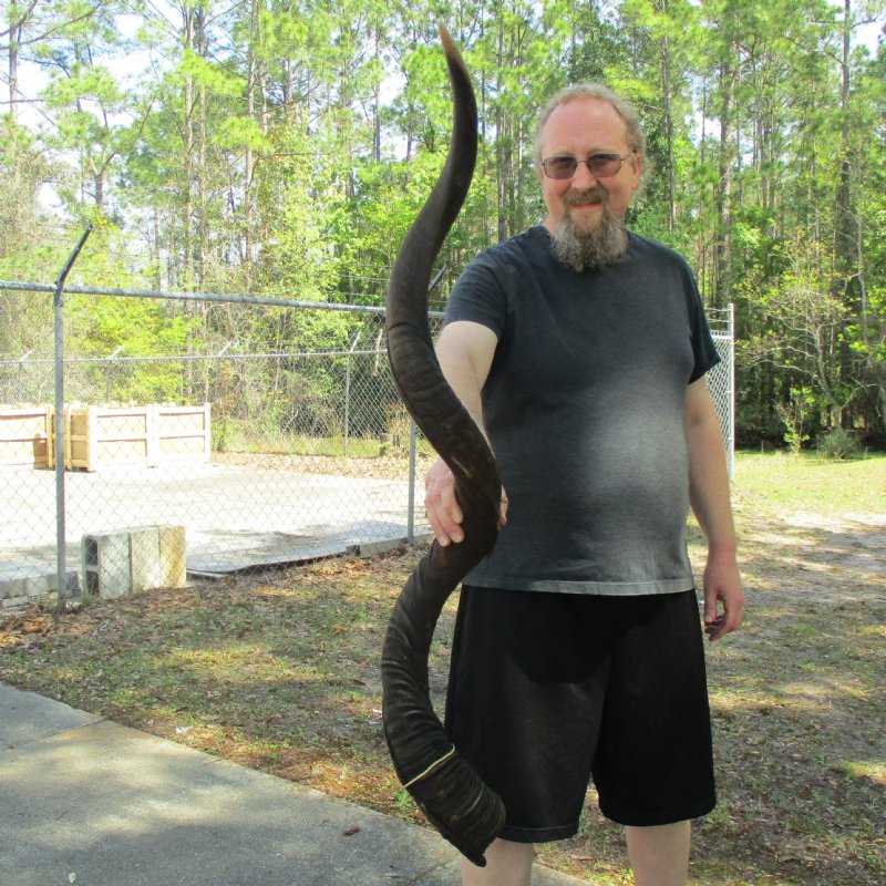 53 inch Kudu Horn for sale