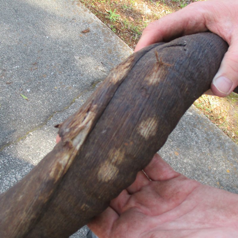 53 inch Kudu Horn for sale