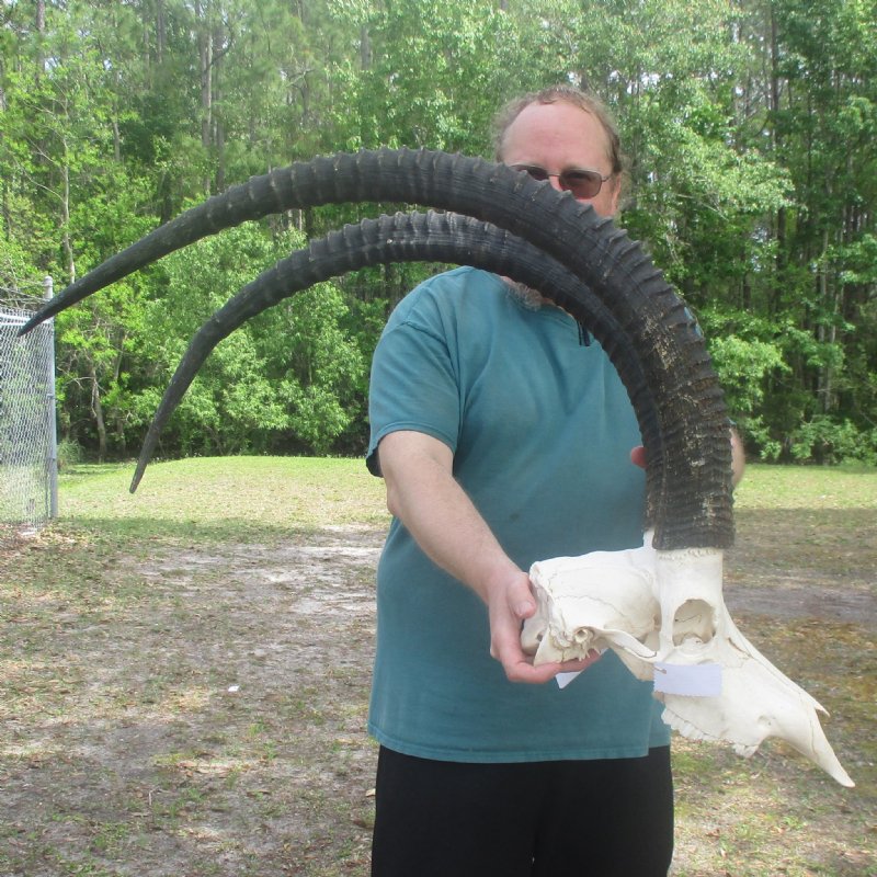 African Sable Skull with 40 & 41 inch Horns for sale