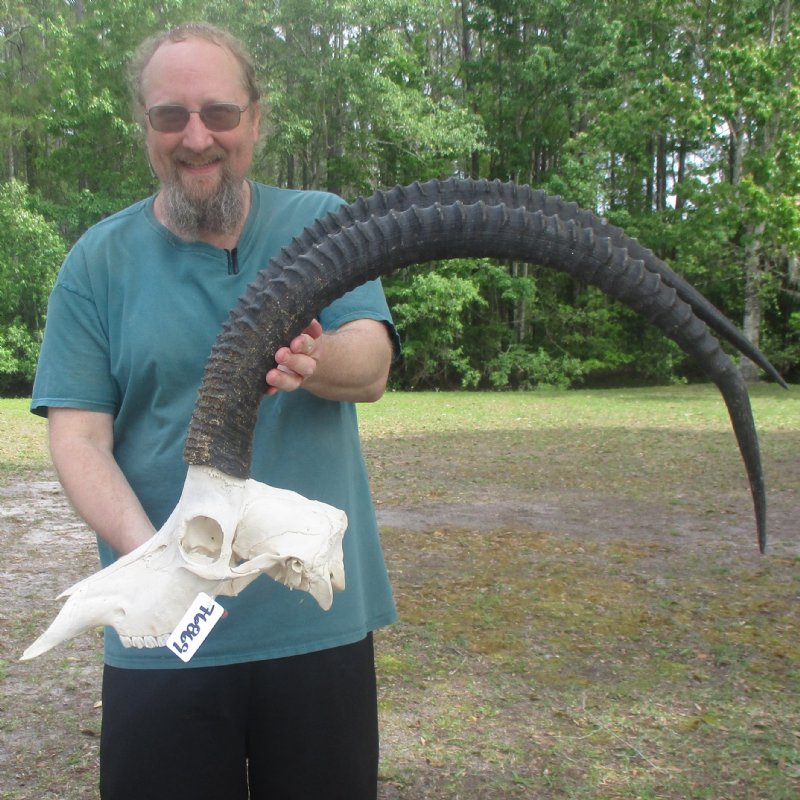 African Sable Skull with 40 & 41 inch Horns for sale