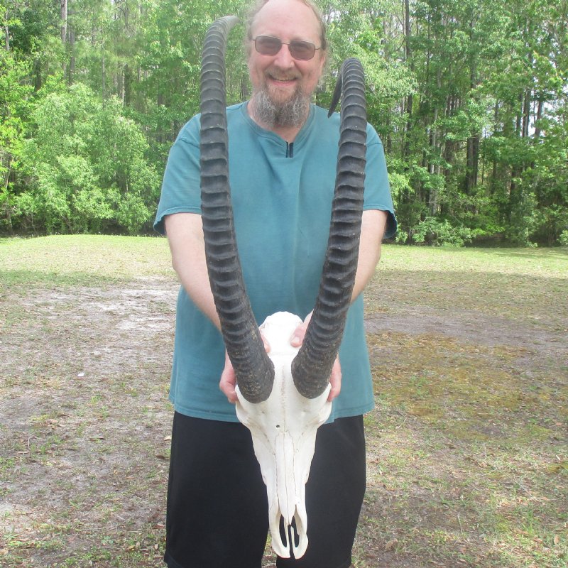 African Sable Skull with 40 & 41 inch Horns for sale