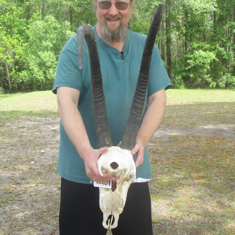 African Sable Skull with 40 & 41 inch Horns for sale