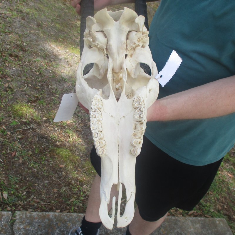 African Sable Skull with 40 & 41 inch Horns for sale