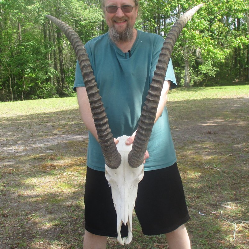 African Sable Skull with 39 & 40 inch Horns for sale