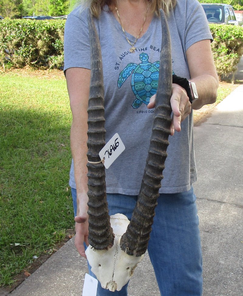 B-Grade African Male Sable Skull plate with 26 inch Horns for Cabin Decor