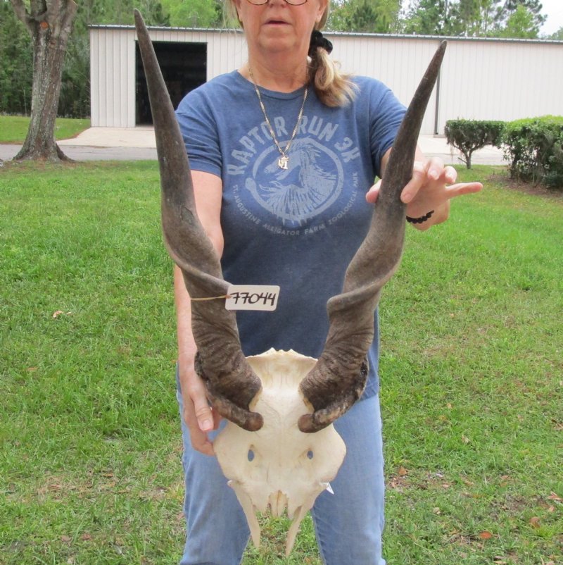 Extra Large African Male Eland Skull Plate and 32 inch horns